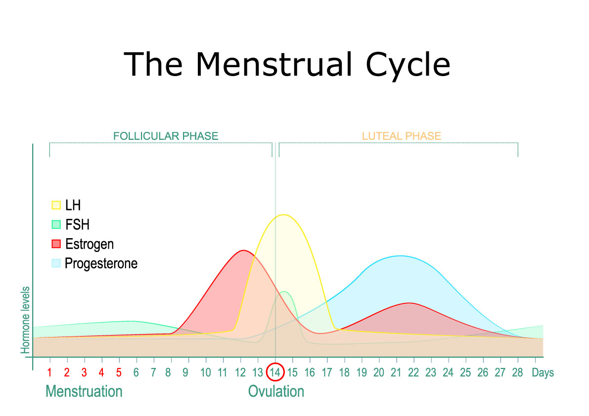 CBD for PMS: How It Helps With Cramps & Other Symptoms