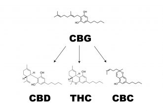 CBG (Cannabigerol): The Cannabis Stem Cell