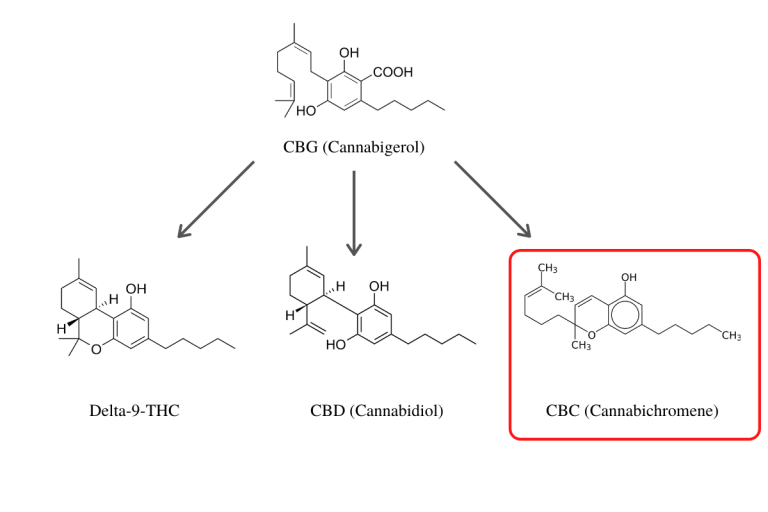 What is CBC (Cannabichromene)? What Are The Benefits?