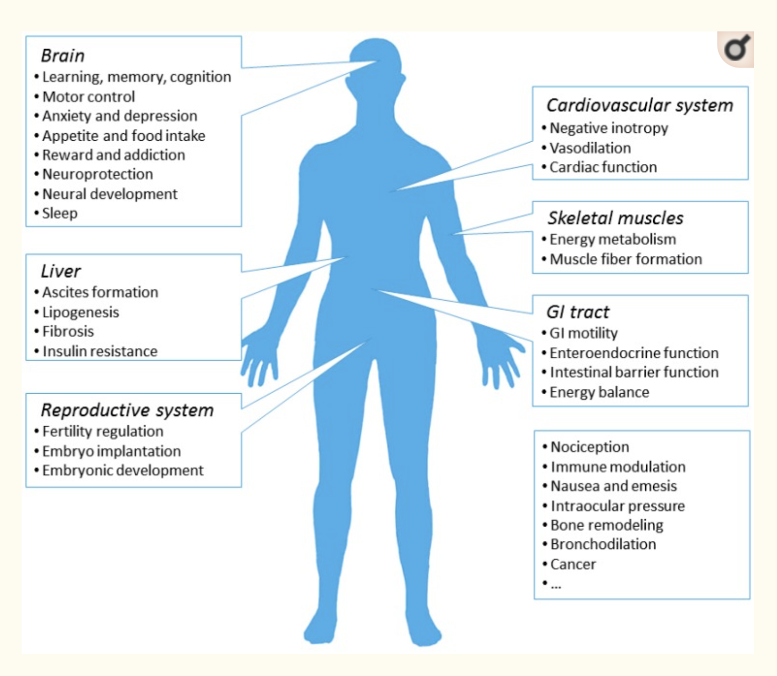 What is the Endocannabinoid System?