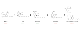 How Are Cannabinoids Metabolized? (CBD, THC, CBG, THC-O, & More)