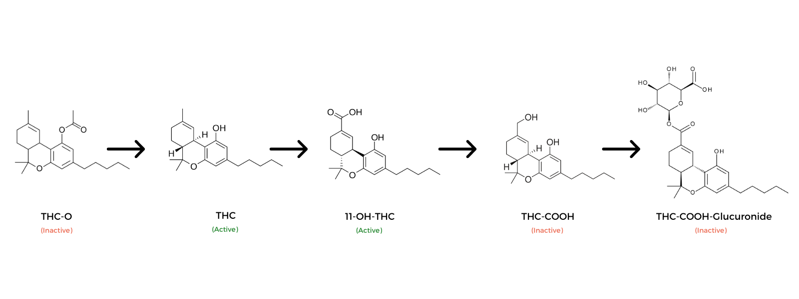 How Are Cannabinoids Metabolized? (CBD, THC, CBG, THC-O, & More)